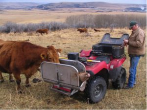 Beefbooster | Winning Tips from Beefbooster Breeders