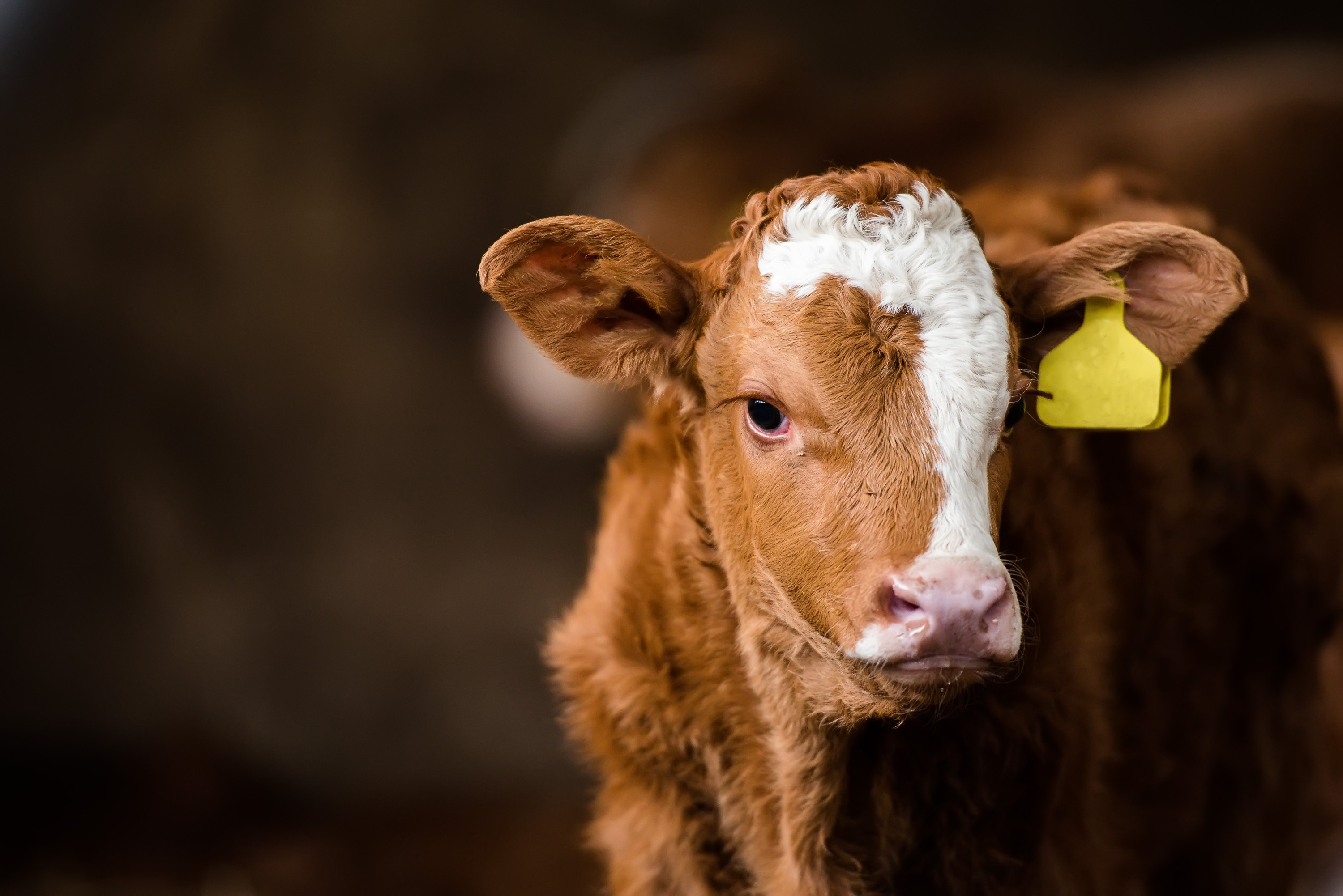 Beefbooster | Winning Tips & Insights from Beefbooster Breeders ...